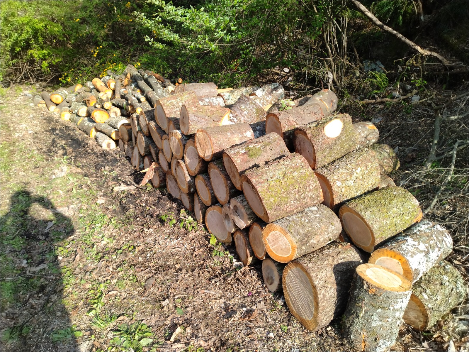 株式会社木曽ツリーワークスブログ